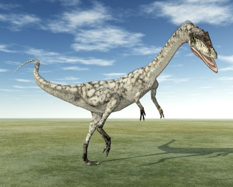 Looking For Bird Bones In The Coelophysis | Dino Digest
