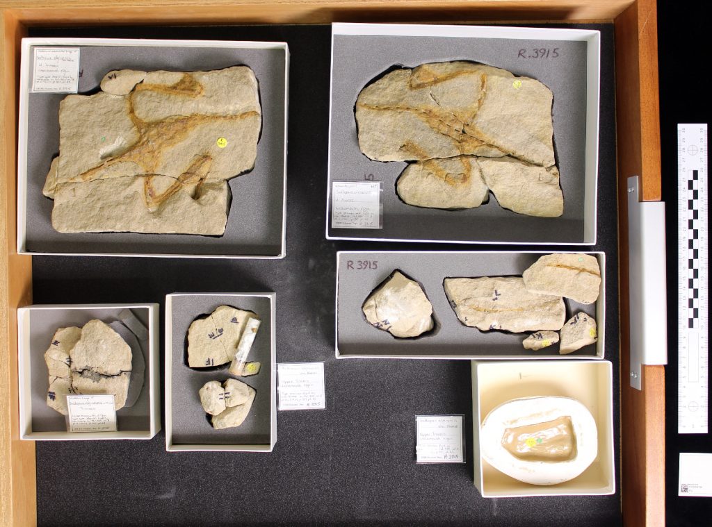 Uncovering The Saltopus, A Surprisingly Common Dino | Dino Digest