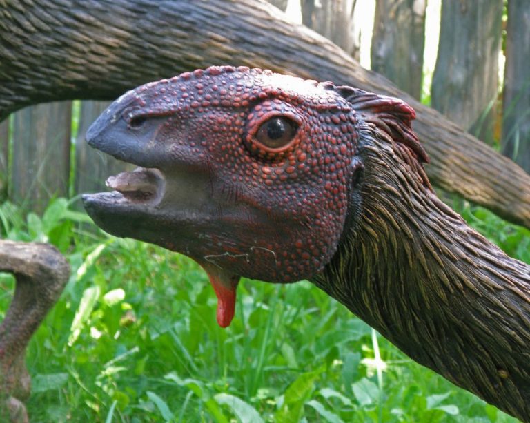 Here's The Dryosaurus, A Tree Lizard | Dino Digest