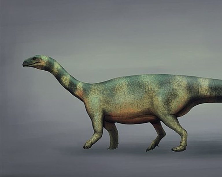Explore Melanorosaurus, The Black Mountain Lizard