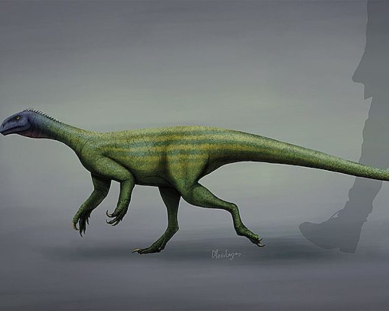 Check Out The Smile On That Thecodontosaurus! | Dino Digest