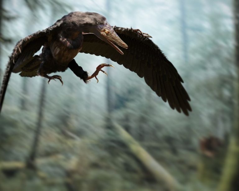 Microraptor Vs. Archaeopteryx: A Feather Battle