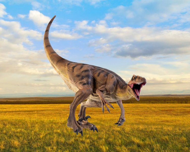 Deinonychus Vs. Styracosaurus: The "Terrible Claw" Vs. Horn