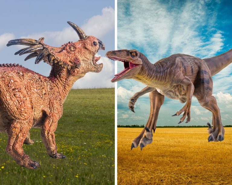 Deinonychus Vs. Styracosaurus: The "Terrible Claw" Vs. Horn
