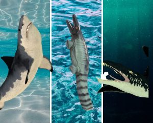 Megalodon Vs. Mosasaurus Vs. Liopleurodon Battle