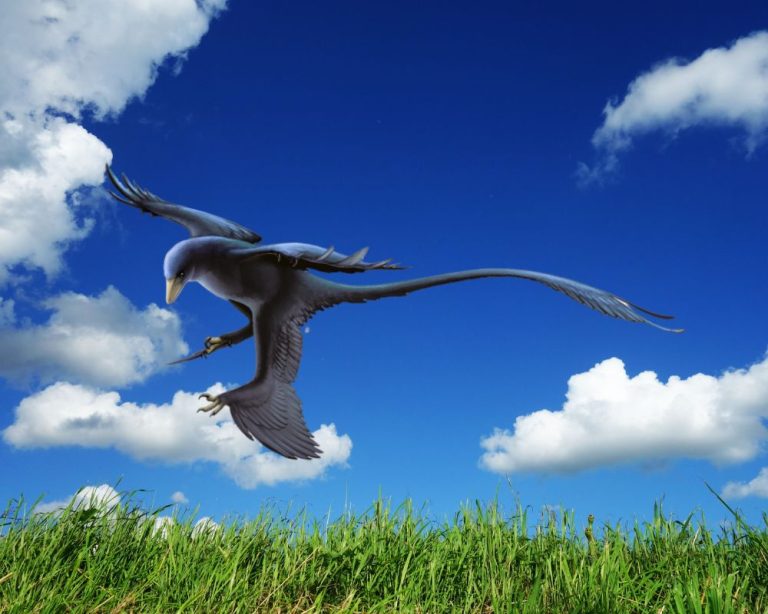It's A Microraptor With Four Wings! | Dino Digest