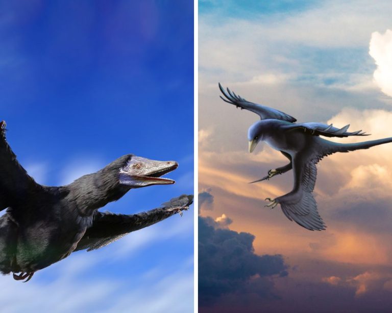 Microraptor Vs. Archaeopteryx: A Feather Battle