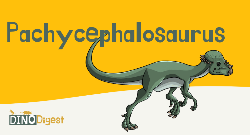 Talk About A Thick Skull On The Pachycephalosaurus!