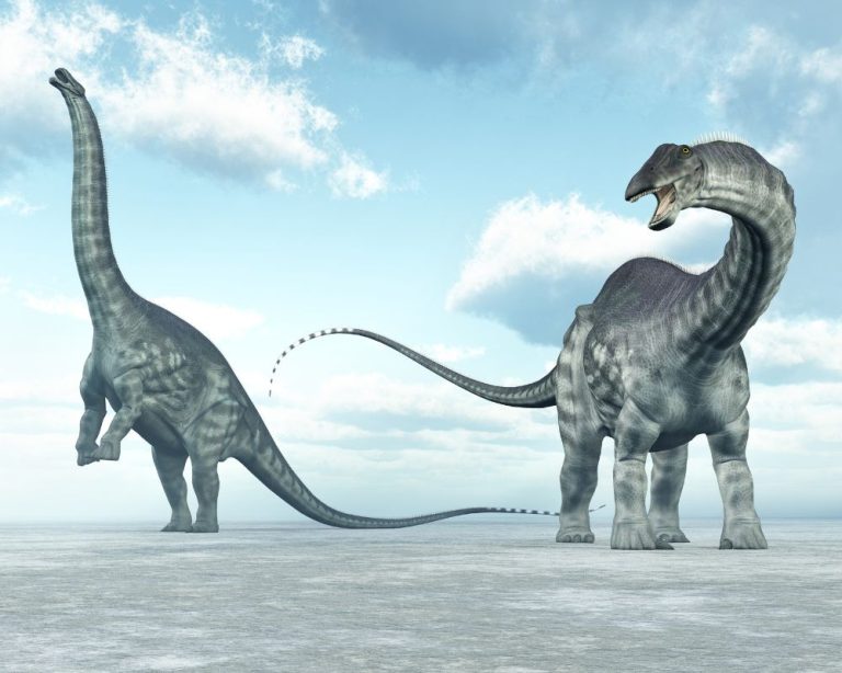 Apatosaurus, The Deceptive Lizard | Dino Digest