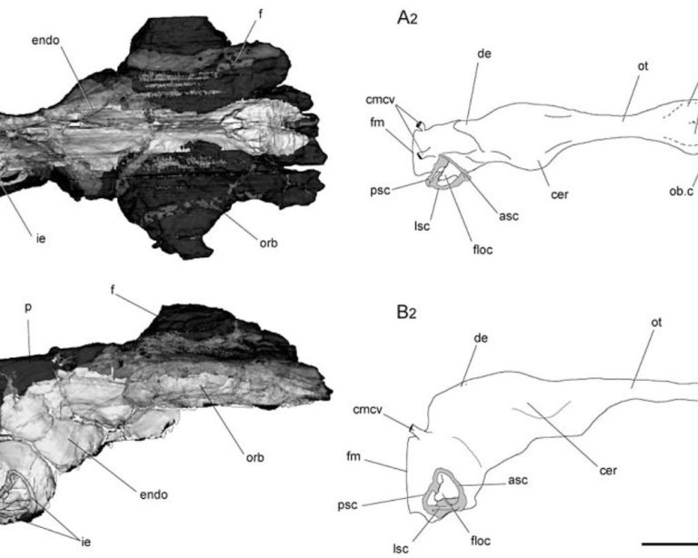 Carcharodontosaurus Vs. Aucasaurus: Size Wins | Dino Digest