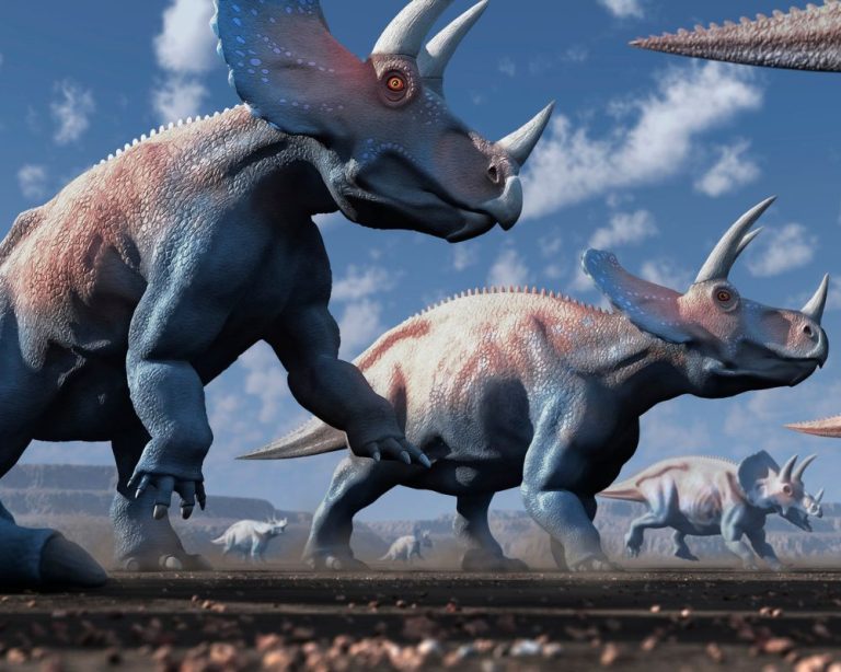 Triceratops: The Horned Dino With Beaked Mouth