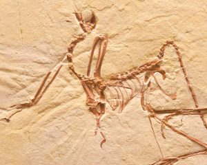 It’s On! Procompsognathus Vs. Compsognathus