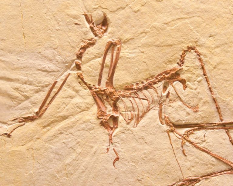 It’s On! Procompsognathus Vs. Compsognathus