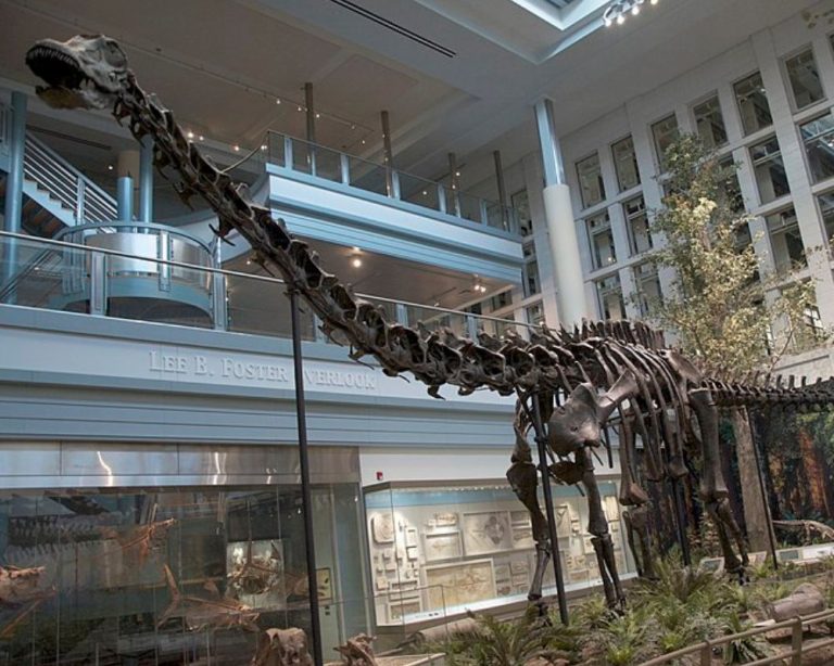 Diplodocus: The Longest Dinosaur In North America