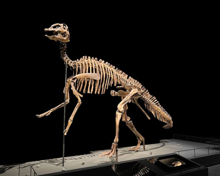 Check Out The Battle Of Edmontosaurus Vs. Raptors