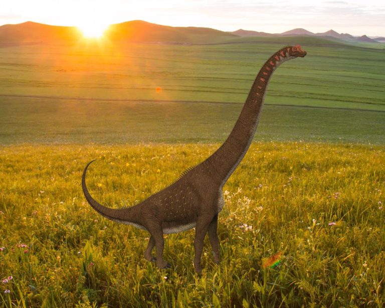 Brachiosaurus: A Giant Long-neck Dino | Dino Digest