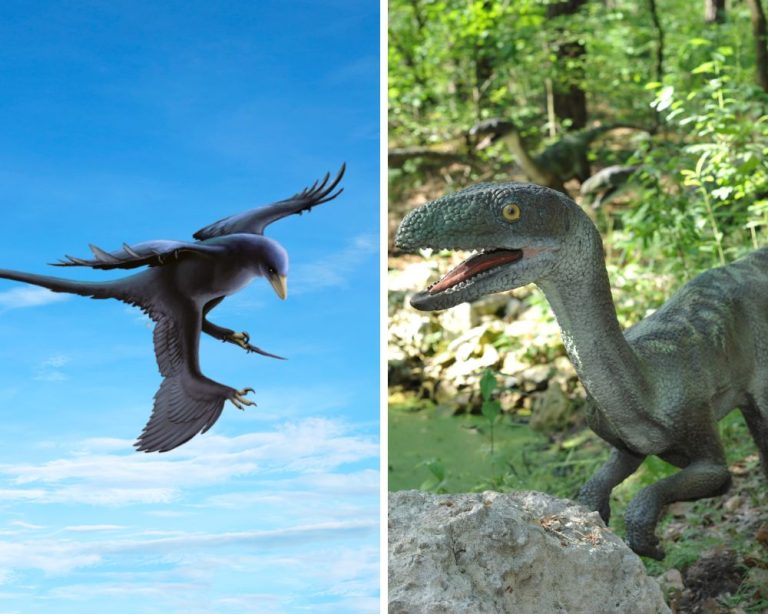 Microraptor Vs. Velociraptor: Fight Of The Feathers