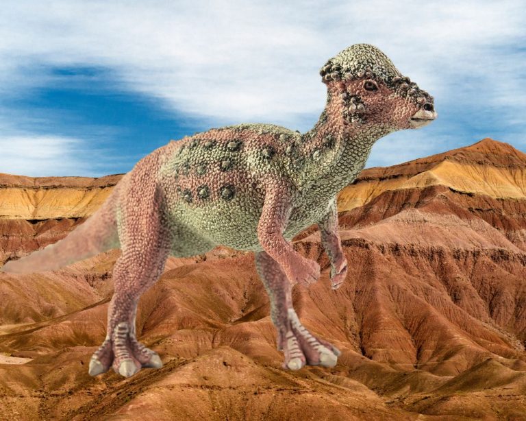 Pachycephalosaurus Vs. Stegoceras: Bone-headed Dinos