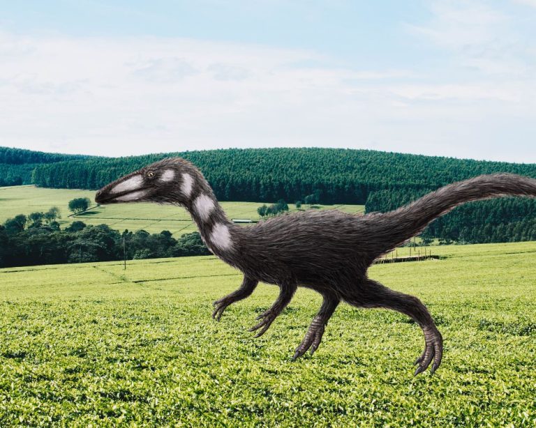 It’s On! Procompsognathus Vs. Compsognathus