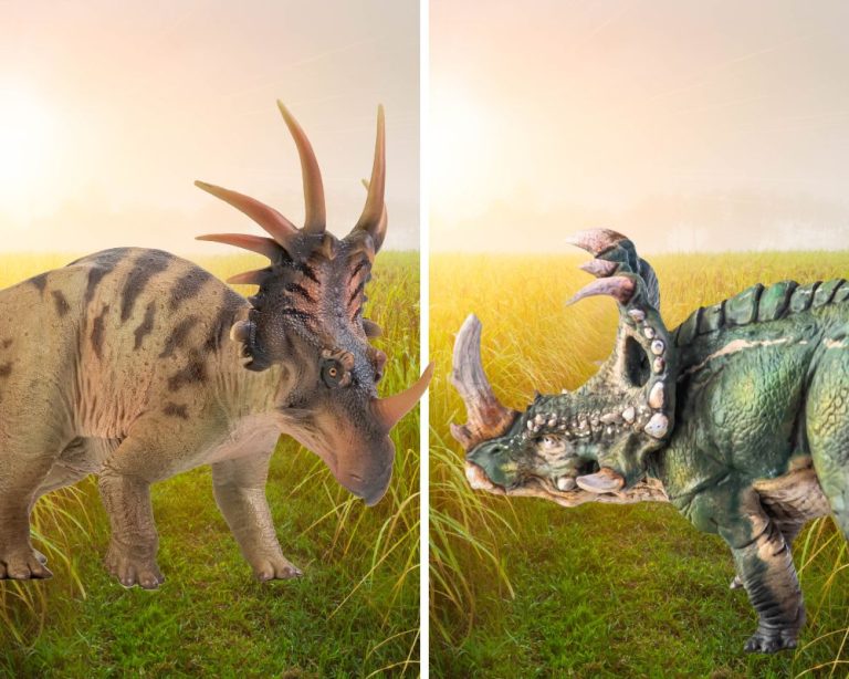 Styracosaurus Vs. Sinoceratops: A Fight Of Rhino-like Dinos