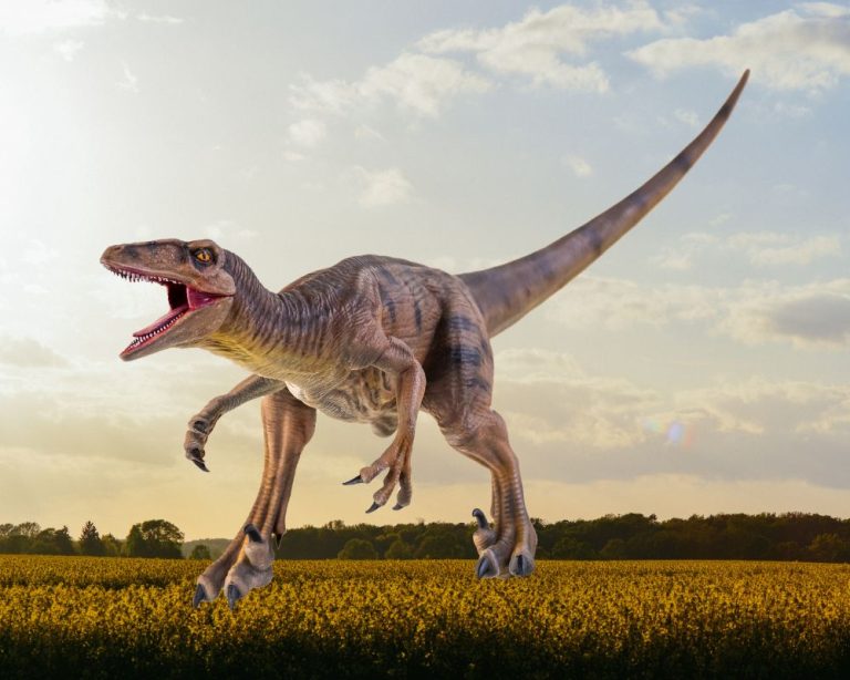 Velociraptor Vs. Compsognathus: A Tiny Battle | Dino Digest