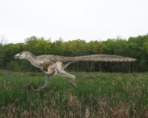 Dromaeosaurus: A Small But Ferocious Predator | Dino Digest